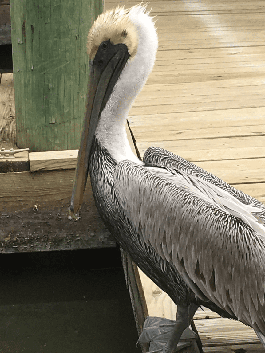 The Bayou Woman | Lola Magazine